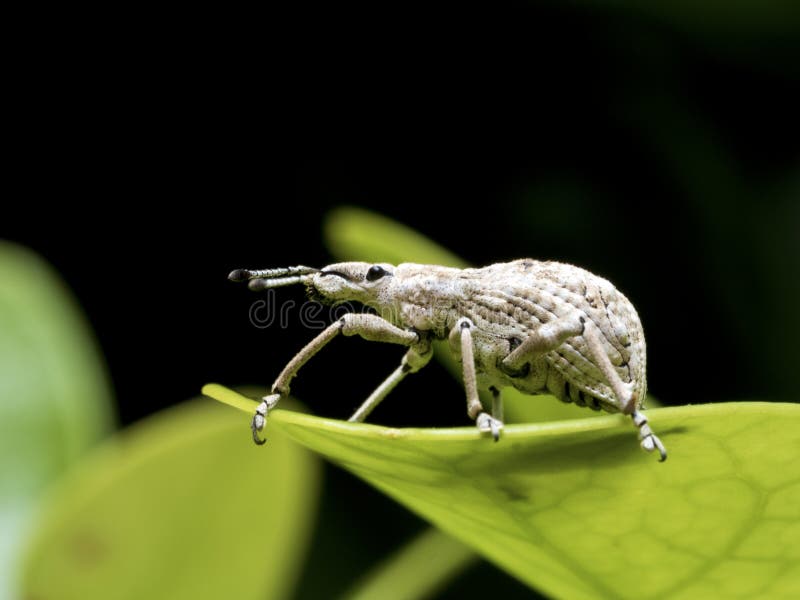 Gorgojo Del Insecto, Curculionidae Imagen de archivo - Imagen de animal ...