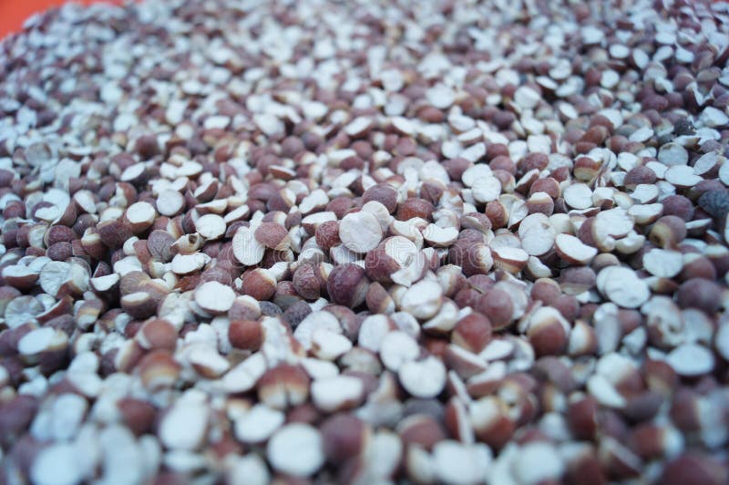 Gorgon Euryale Seed Stock Photos - Free & Royalty-Free Stock Photos ...