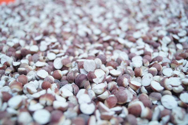 Gorgon fruit stock image. Image of food, health, products - 47948311