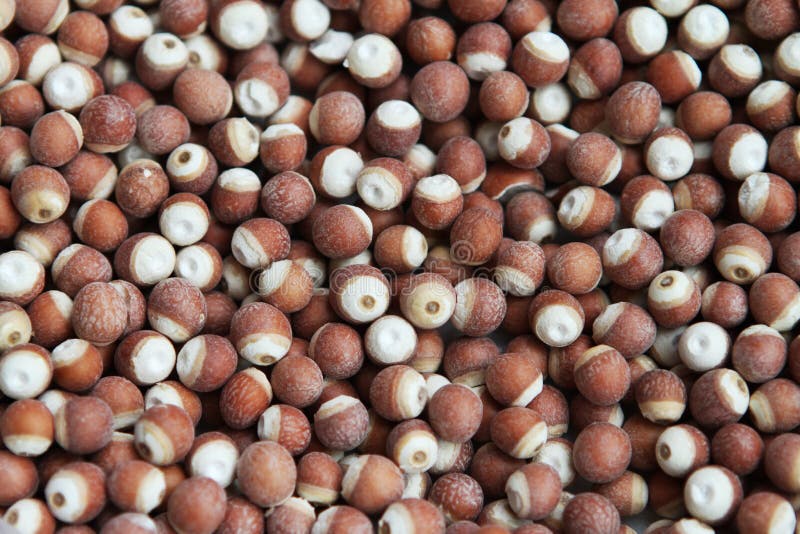 Gorgon fruit stock image. Image of fruits, kidney, astringent - 39274949