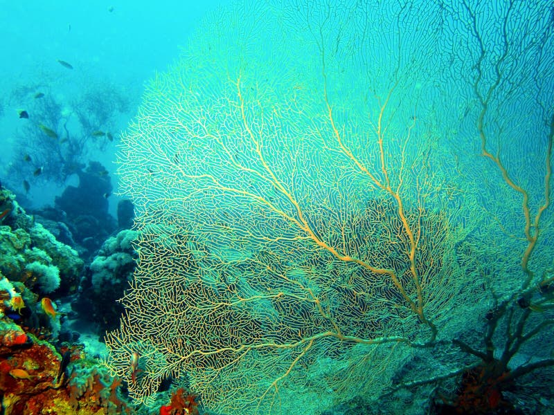 Gorgone Koralle stockbild. Bild von tropen, stein, wirbellos - 25613881