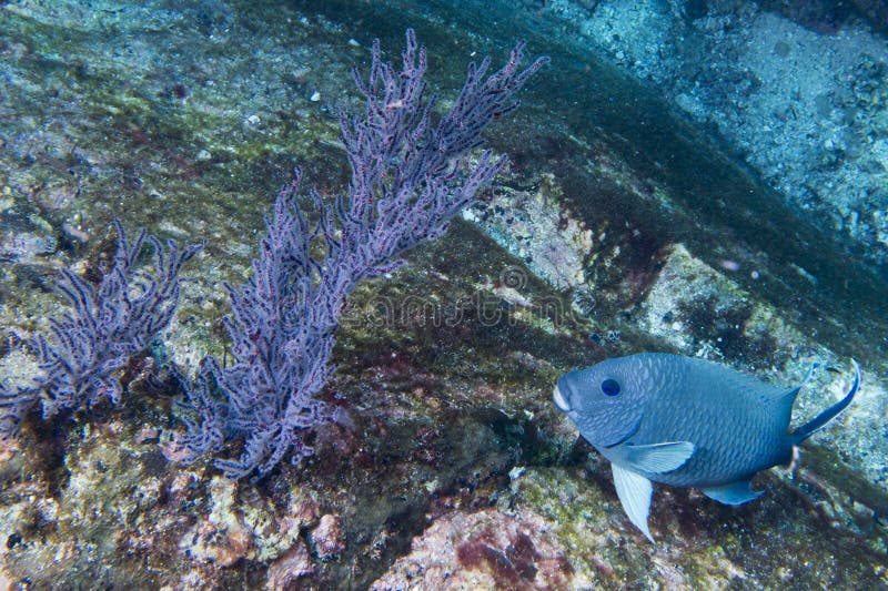 Gorgonia Coral on the Deep Blue Ocean Stock Image - Image of dive ...