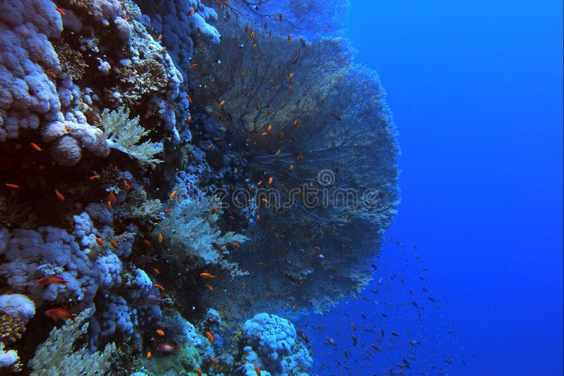 Gorgonian Giant Sea Fan in Red Sea Stock Image - Image of wildlife ...