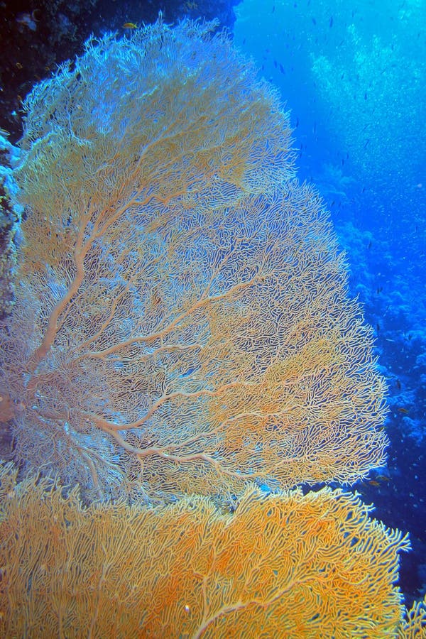 Gorgonian Giant Sea Fan in Red Sea Stock Image - Image of underwater ...
