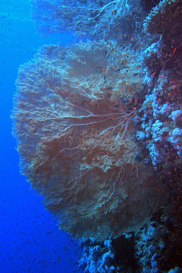 Gorgonian Giant Sea Fan in Red Sea Stock Image - Image of nature, scuba ...