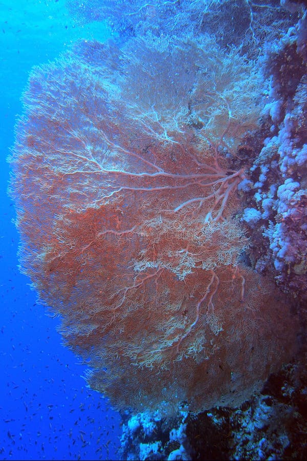 Gorgonian Giant Sea Fan in Red Sea Stock Image - Image of undefined ...