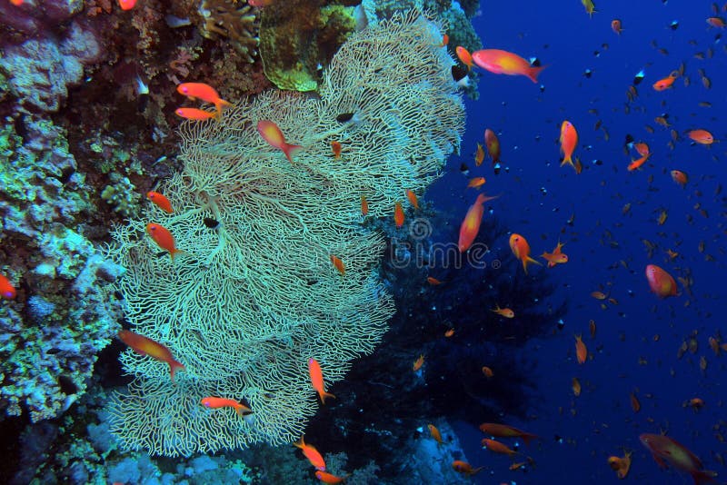 Gorgonian Giant Sea Fan in Red Sea Stock Image - Image of animal, salt ...