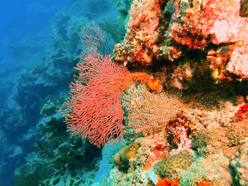 Gorgonian korall fotografering för bildbyråer. Bild av värld - 61336867