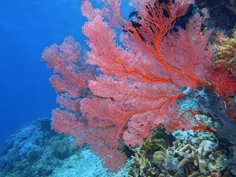 Gorgonian korall fotografering för bildbyråer. Bild av värld - 61544933