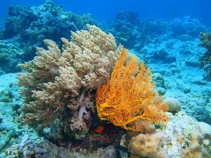 Gorgonian korall fotografering för bildbyråer. Bild av korall - 63192095