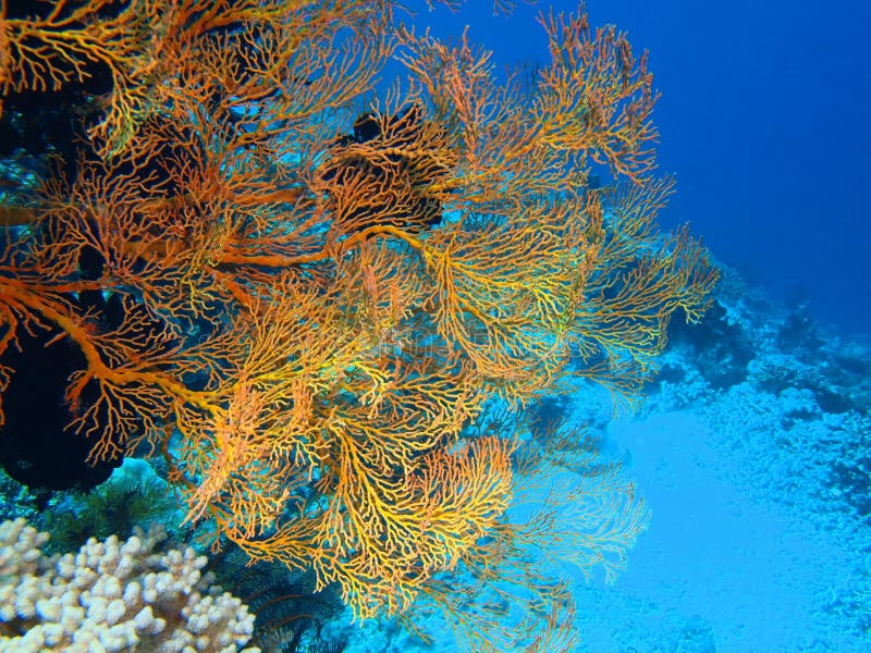 Gorgonian korall fotografering för bildbyråer. Bild av natur - 64345075