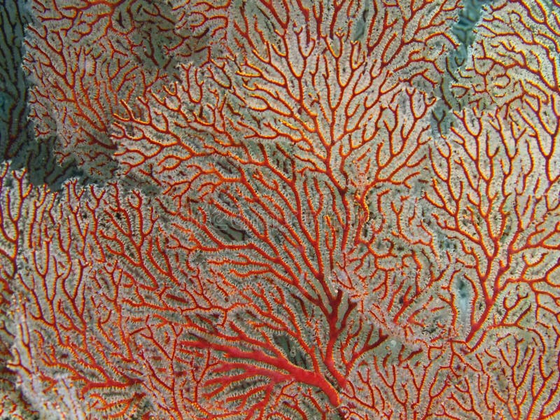 Gorgonian korall fotografering för bildbyråer. Bild av värld - 61336867