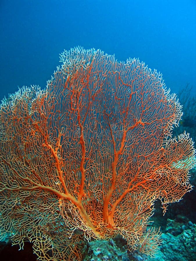 Gorgonian Sea Fan stock image. Image of aquatic, gorgonian - 1619731