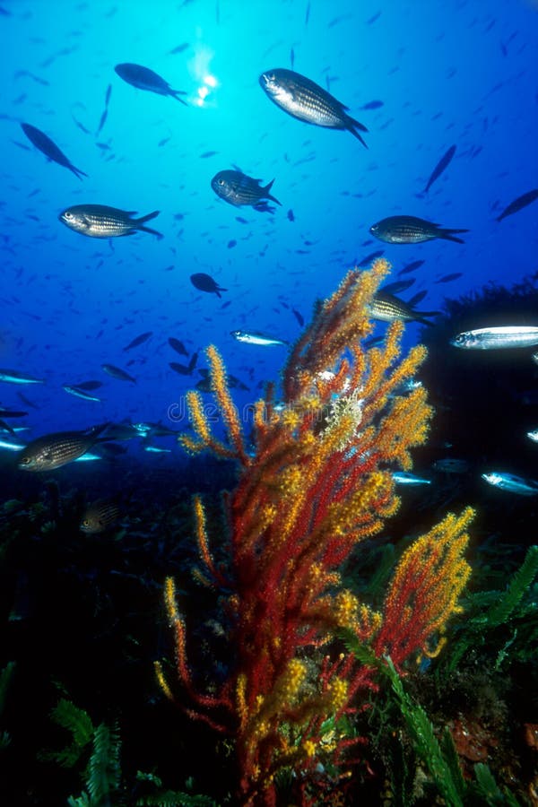 Gorgonians stock photo. Image of surface, diver, vawe - 4832656
