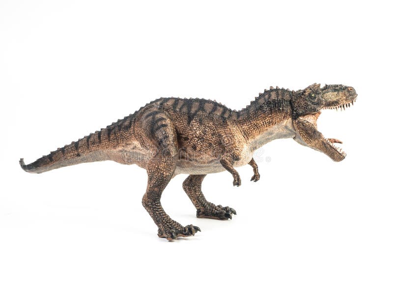 Gorgosaurus Dinosaur on White Background Stock Photo - Image of ancient ...