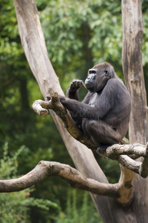 1,248 Antropoide Fotos - Libres de Derechos y Gratuitas de Dreamstime