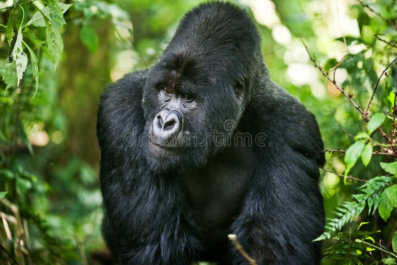 Gorila En La Selva En Congo Foto de archivo - Imagen de fauna, cubo ...