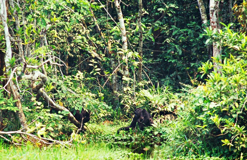 Gorila En La Selva En Congo Foto de archivo - Imagen de arbusto, fauna ...