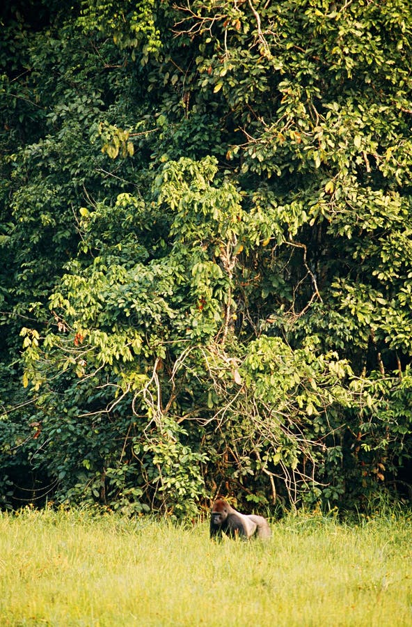 Gorila En La Selva En Congo Foto de archivo - Imagen de fauna, cubo ...