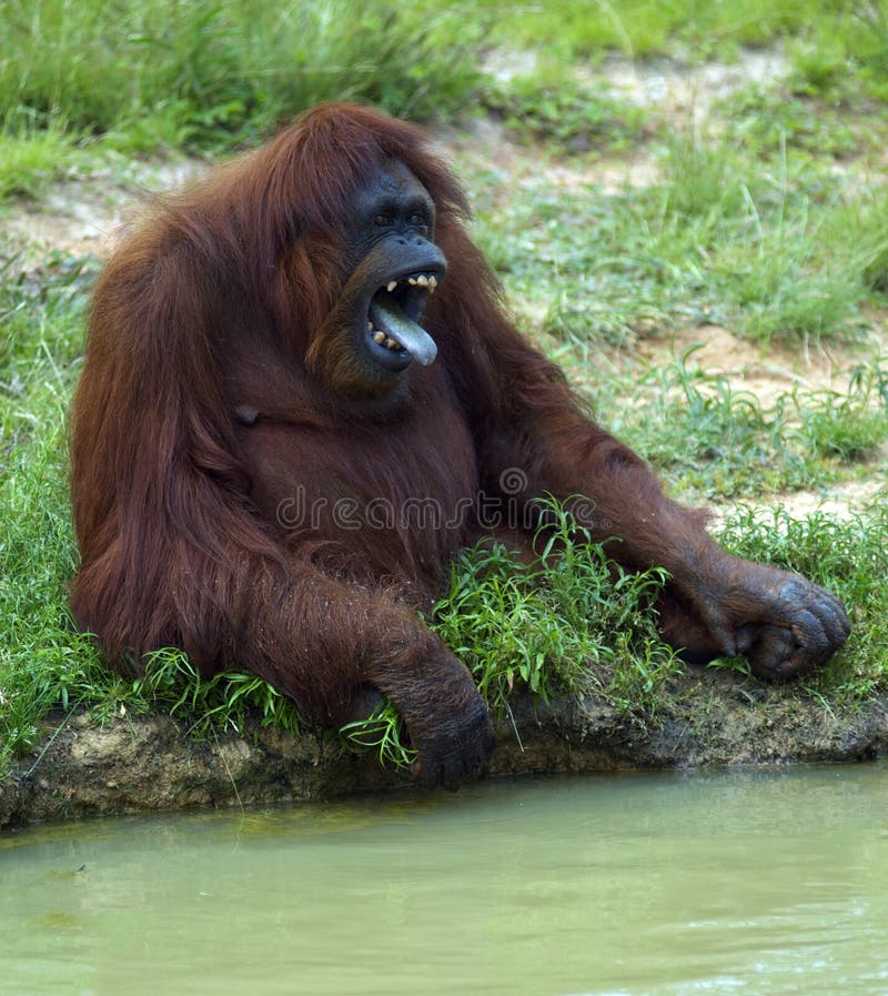 Mono Enojado Y Feo Brehm's Life Of Animals : A Complete Natural