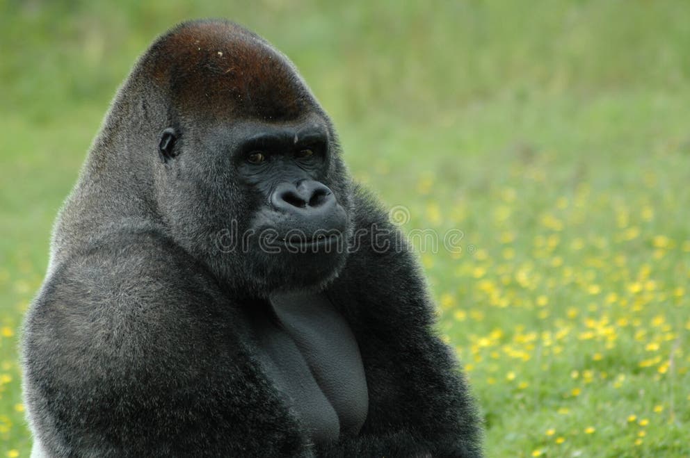 Gorila pasmado imagen de archivo. Imagen de sonriente - 6965787
