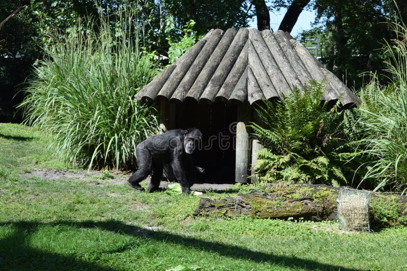 Gorila`s house stock image. Image of tropical, florida - 87784051