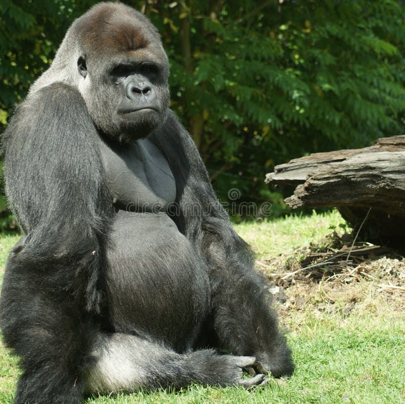 Gorilla stock photo. Image of monkeys, family, black - 11664128