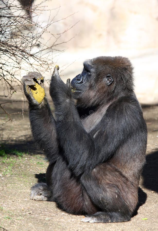 Gorilla stock photo. Image of wildlife, portrait, virunga - 19814684
