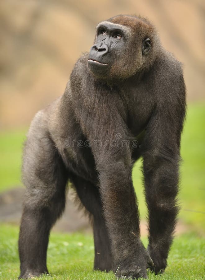 Ape Standing Up