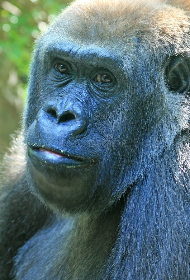 Protective Mother Gorilla stock photo. Image of animal - 662520