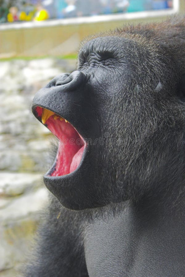 Silverback Gorilla Showing Teeth Stock Image - Image of howl, great ...