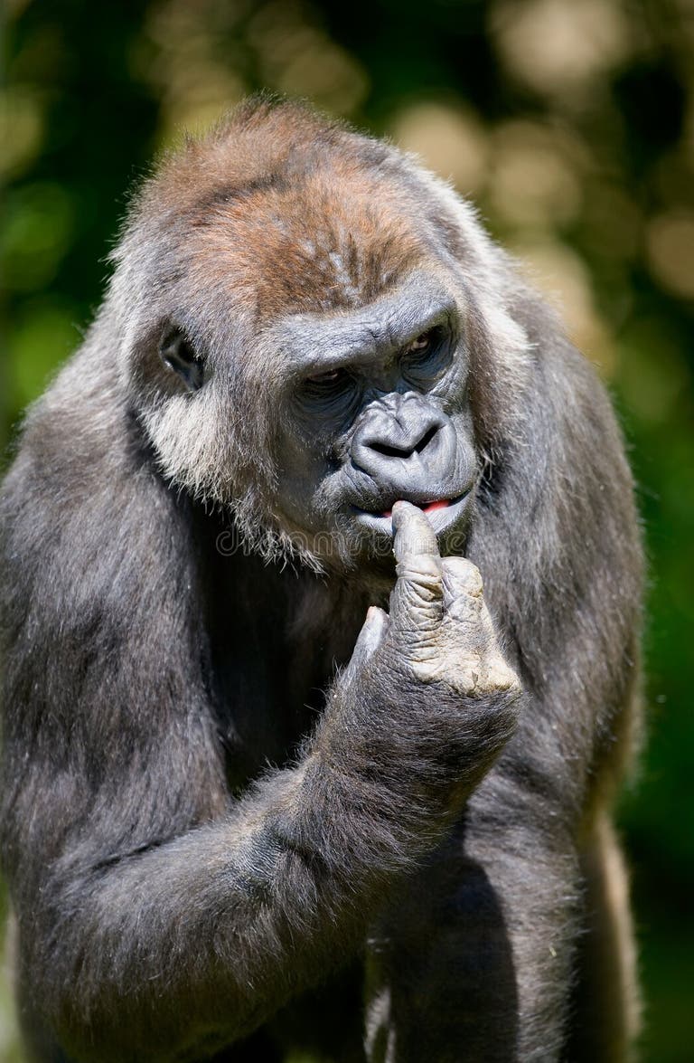 1,123 Thinking Gorilla Stock Photos - Free & Royalty-Free Stock Photos from Dreamstime