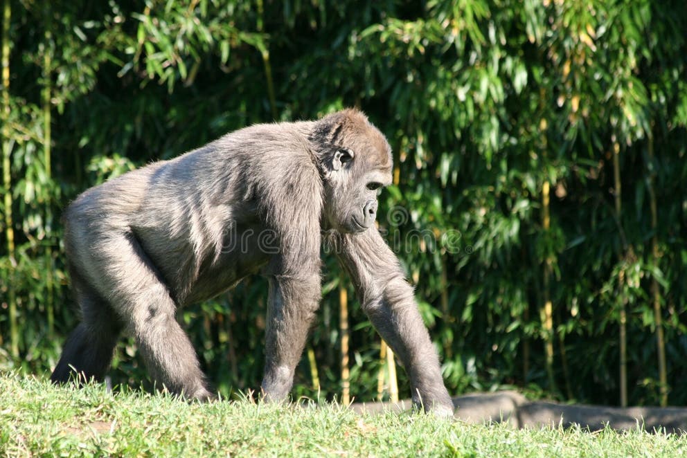 Gorilla stock photo. Image of monkey, chimpanzee, crawl - 436352