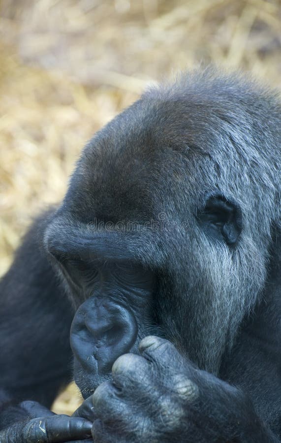 Gorilla picking its nose stock photo. Image of safari - 26242370