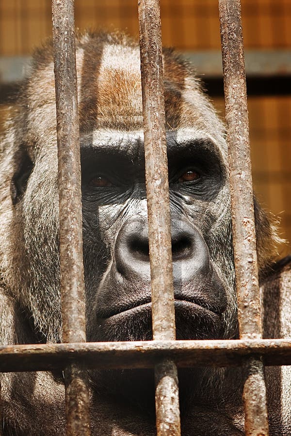 1,697 Monkey 27s Prison Stock Photos - Free & Royalty-Free Stock Photos ...