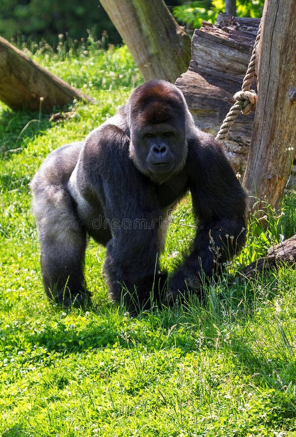 Male Silverback Gorilla stock photo. Image of male, gorilla - 10862608