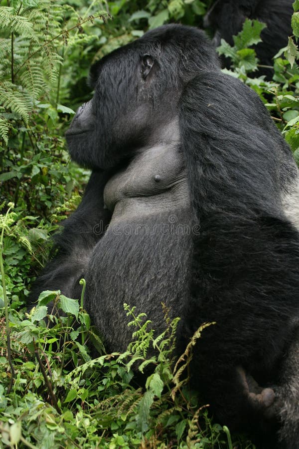 Gorilla Animal Rwanda Africa Tropical Forest Wild Stock Photo - Image ...