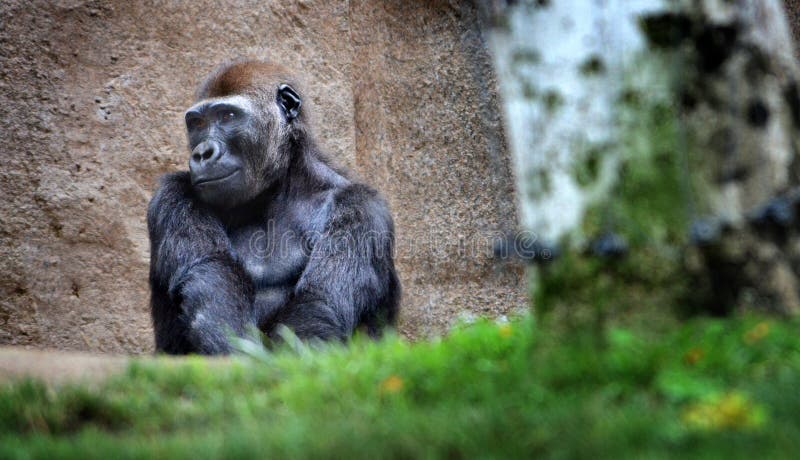 Gorilla Being Coy stock photo. Image of jungle, gorilla - 95696958