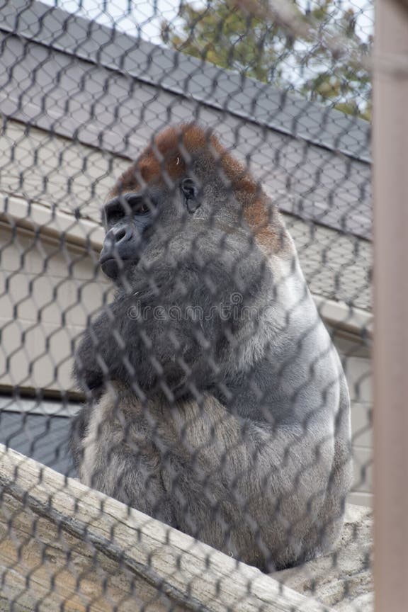 36,471 Animal Side Eye Stock Photos - Free & Royalty-Free Stock Photos ...