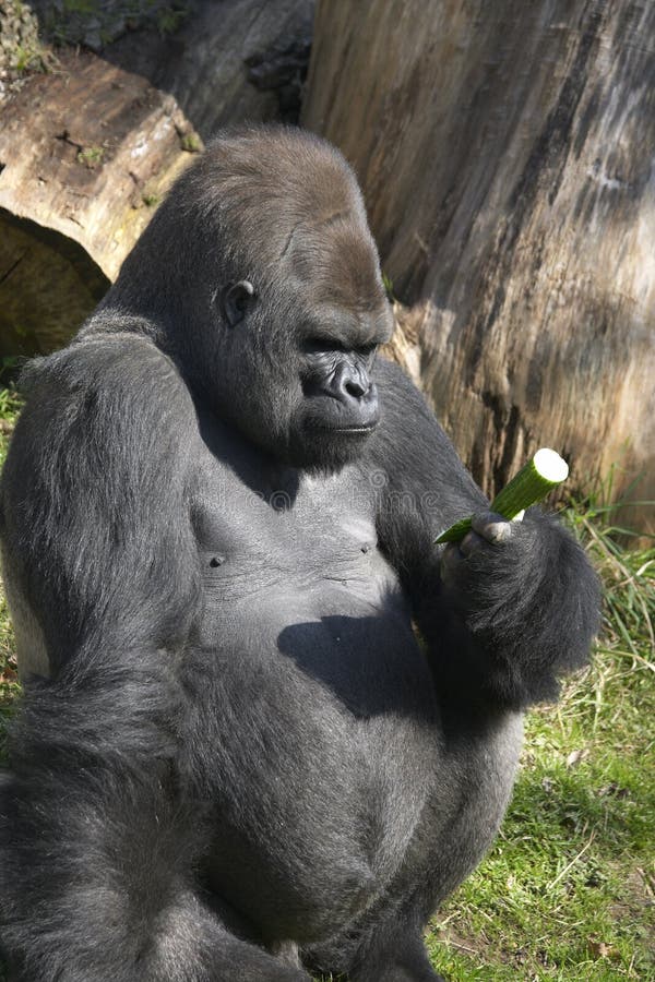 Gorilla maschio immagine stock. Immagine di scimmia, animale - 14247449