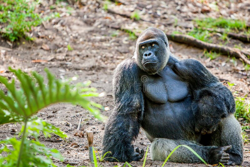 Gorilla, Maschio Di Seduta Con Un Ramoscello Verde Nella Zampa ...