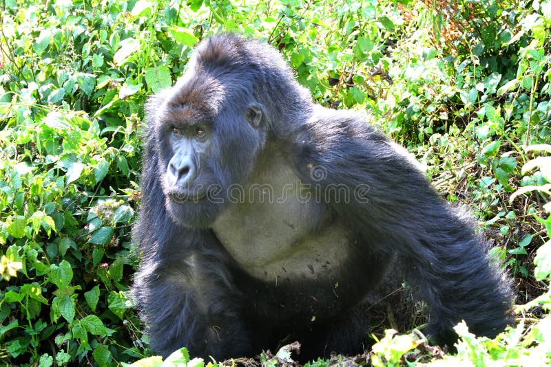 Standing Silverback Gorilla Showing His Power Stock Photo - Image of ...