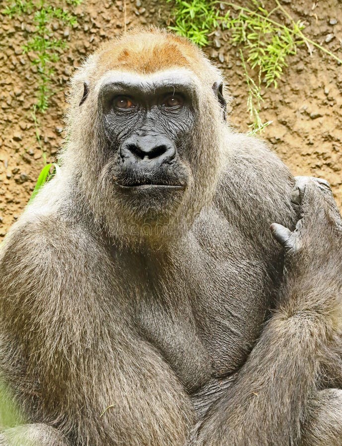 255 Gorilla Muscles Stock Photos - Free & Royalty-Free Stock Photos ...