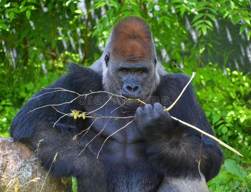 Gorilla primate stock photo. Image of gorillas, apes - 95215218