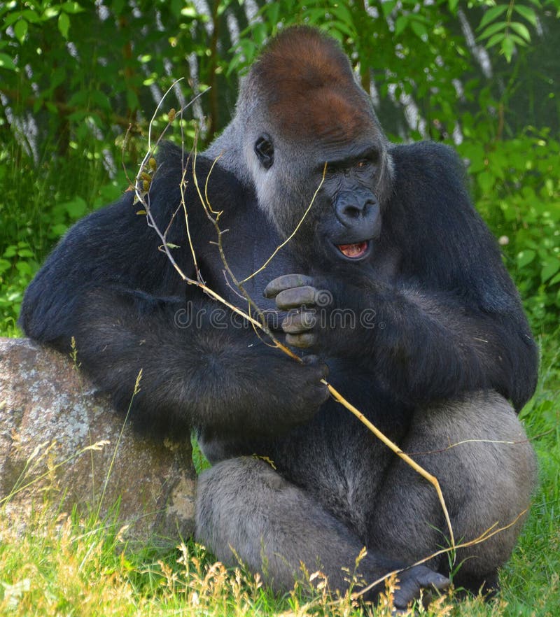 Gorilla Constitute the Eponymous Genus Gorilla,the Largest Extant Genus ...
