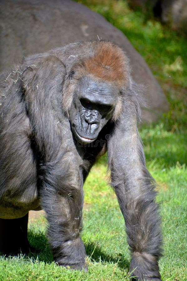 Gorilla stock photo. Image of central, head, back, endangered - 53243832
