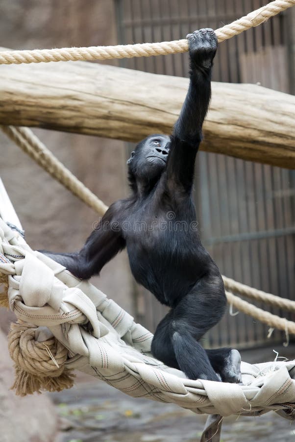 Gorilla Cub Holds on To the Rope Stock Photo - Image of holds, monkey ...