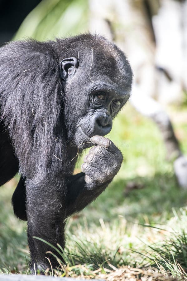 Gorilla in erba fotografia stock. Immagine di animale - 135953716