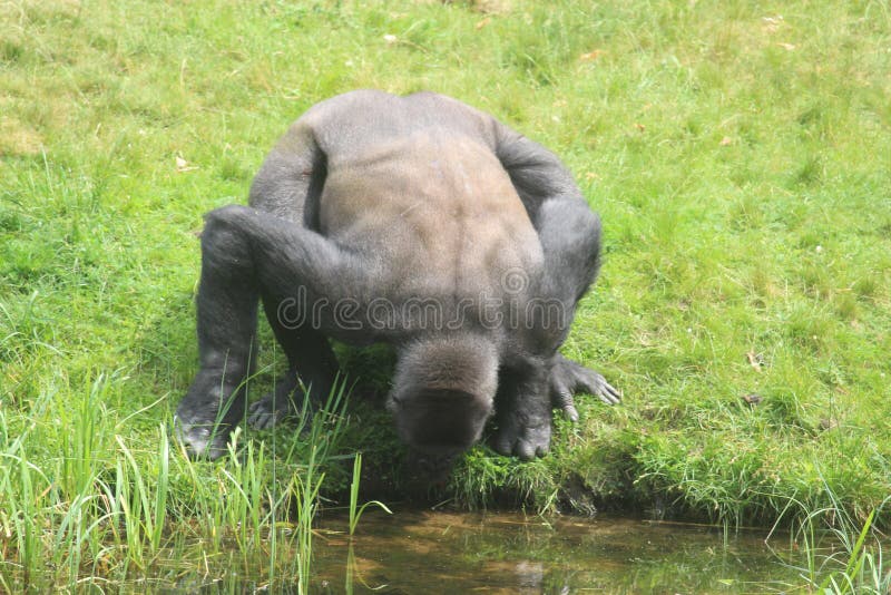 Gorilla Drinking Water foto de archivo. Imagen de melenudo - 117629792