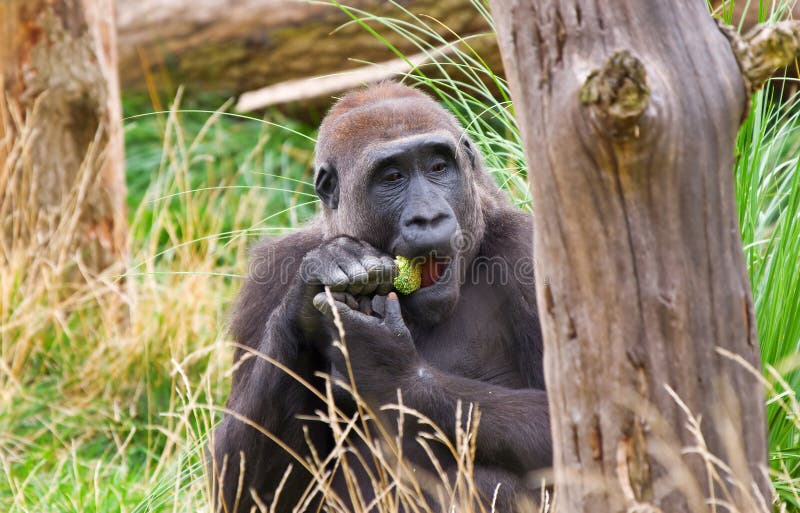 Gorilla eating stock photo. Image of primate, western - 10879618